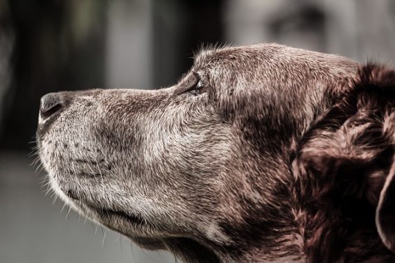 How To Look After Old Dogs - Caring For Older Senior Canines